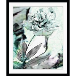 Bild queence "Christa" Bilder Gr. B/H: 50 cm x 70 cm, Wandbild Blumen Hochformat, grau (grau, blau) Rose, gerahmt