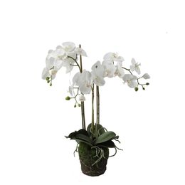 Sia Deco Künstliche Orchidee in Erde H75, Weiß 1x75x1cm