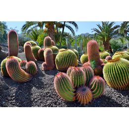 papermoon Fototapete "KAKTUS-GARTEN-PFLANZE DEKOR NATUR BL&Uuml;TE ABSTRAKT MUSTER", B/L: 5mm x 2,8mm, Bahnen: 10 Stk. St., bunt, Schlafzimmer, Tapeten