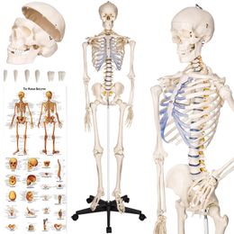 TecTake&reg; Skelett, lebensgro&szlig; und detailgetreu, farblich markierte Bereiche, inklusive Anatomieposter