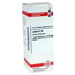 DHU-Arzneimittel Ledum C 30 Dilution 20 ml