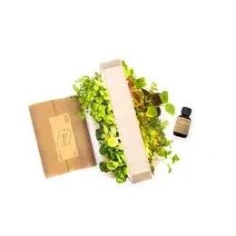 BerlinGreen GreenBox - Starter Deluxe Bundle - Birke