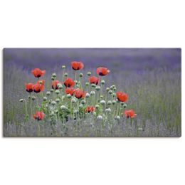 Wandbild Artland "Lavendelfarm in Sequim - Mohnblumen" Bilder Gr. B/H: 100 cm x 50 cm, Leinwandbild Blumenwiese Querformat, 1 St., lila als Leinwandbild, Poster, Wandaufkleber in verschied. Größen