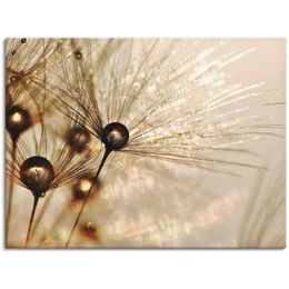 Wandbild Artland "Pusteblume Goldener Tropfen" Bilder Gr. B/H: 80 cm x 60 cm, Leinwandbild Blumen, 1 St., goldfarben als Alubild, Outdoorbild, Leinwandbild, Poster, Wandaufkleber