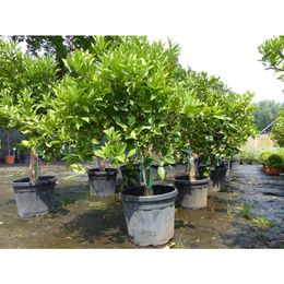 Citrus Sinensis Bonsai Orangenbaum 160-200 cm Zitrus Orange Obstbaum