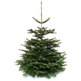 Echter Weihnachtsbaum WEIHNACHTSBAUMLAND "Echte Premium-Nordmanntanne, Weihnachtsdeko aussen" Weihnachtsbäume Gr. 48, 120 cm bis 140 cm, grün (tannengrün)