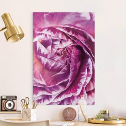 Bilderwelten Leinwandbild Blumen modern Kunstdruck violett - Ranunkel - Rose XXL Wohnzimmer Schlafzimmer