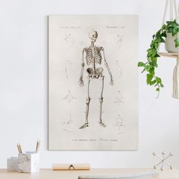 Bilderwelten Leinwandbild Vintage Kunstdruck beige - Vintage Schautafel - Skelett - Retro XXL Wohnzimmer Schlafzimmer