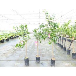 Zitrus Zitronenbaum Zitrone Citrus Limon Limone 160 - 170 cm Zitruspflanze