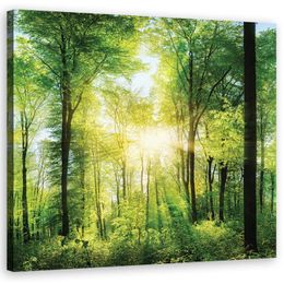 Bild auf Leinwand, Sonnenstrahlen Wald Natur Spa Lila – 60x60