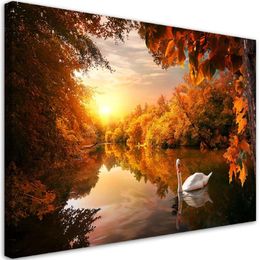 Bild auf Leinwand, Schwan auf dem Teich im Herbst - 100x70