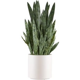 Kunstpflanze Creativ green "Sanseveria zeylanica", grün, H:108cm, Kunststoff, Kunstpflanzen, im eleganten cremefarbenen Topf