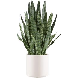 Kunstpflanze Creativ green "Sanseveria zeylanica", grün, H:90cm, Kunststoff, Kunstpflanzen, im eleganten cremefarbenen Topf