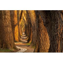 Fototapete "Wooden Guards", B/L: 4mm x 2,7mm, braun, ARCHITECTS PAPER, Tapeten, Vlies, Wand, Schräge