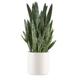 Kunstpflanze Creativ green "Sanseveria zeylanica", grün, H:108cm, Kunststoff, Kunstpflanzen, im eleganten cremefarbenen Topf