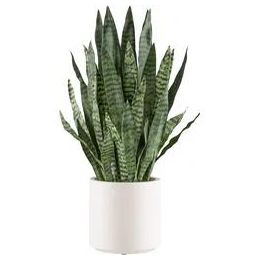 Kunstpflanze Creativ green "Sanseveria zeylanica", grün, H:90cm, Kunststoff, Kunstpflanzen, im eleganten cremefarbenen Topf