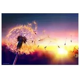 cover your desk Pusteblume Schreibunterlage Vinyl Pink 40 x 60 cm