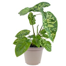 Colocasia 'Hilo Beauty' 12 cm Topf