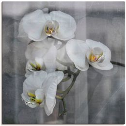 Wandbild Artland "Weisse Orchideen - white Orchid" Bilder Gr. B/H: 50cm x 50cm, Leinwandbild Blumen,, schwarz als Leinwandbild, Wandaufkleber in verschied. Größen