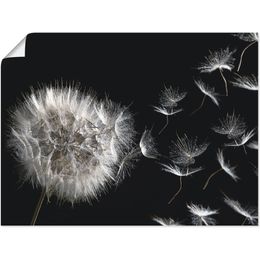 Wandbild Artland "Pusteblume" Bilder Gr. B/H: 120cm x 90cm, Poster Blumenbilder Querformat,, schwarz als Alubild, Outdoorbild, Leinwandbild, Poster, Wandaufkleber