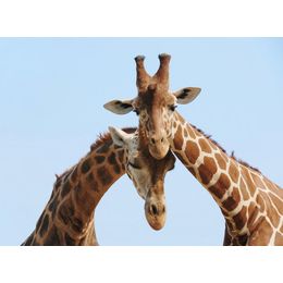 Fototapete papermoon "Verliebte Giraffen", bunt, B:4,5m L:2,8m, Vlies, Tapeten
