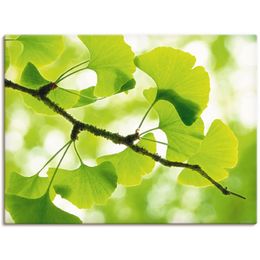 Wandbild Artland "Ginkgo", grün, B:120cm H:90cm, Canvas, Leinwand, Bilder, als Leinwandbild, Poster in verschied. Größen