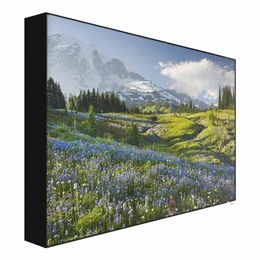 Akustik-Wechselbild Bergwiese mit blauen Blumen vor Mt. Rainier