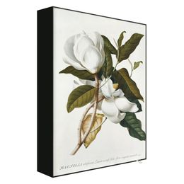 Bilderwelten Akustik-Wechselbild Georg Dionysius Ehret - Magnolie