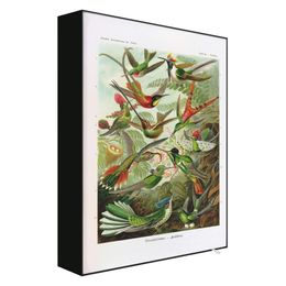 Bilderwelten Akustik-Wechselbild Vintage Lehrtafel Kolibris