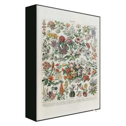 Bilderwelten Akustik-Wechselbild Vintage Lehrtafel Blumen II