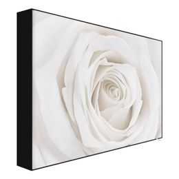 Akustik-Wechselbild Pretty White Rose