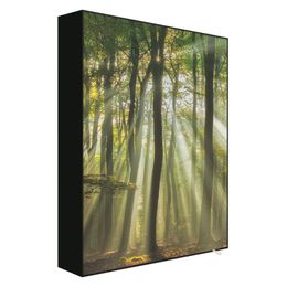 Bilderwelten Akustik-Wechselbild Sonnentag im Wald