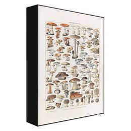Bilderwelten Akustik-Wechselbild Vintage Lehrtafel Pilze