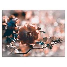 Wandbild Artland "Rose", silber (silberfarben), B:120cm H:90cm, Canvas, Leinwand, Bilder, als Leinwandbild, Wandaufkleber in verschied. Größen