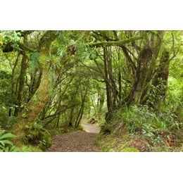 papermoon Fototapete "TROPISCHER WALD-BAUM DSCHUNGEL SONNE WEG PFLANZE FARNE", B/L: 3mm x 2,23mm, Bahnen: 6 Stk. St., bunt, Schlafzimmer, Tapeten