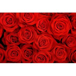 papermoon Fototapete "Rosen", B/L: 4,5mm x 2,8mm, Bahnen: 9 Stk. St., bunt, Schlafzimmer, Tapeten