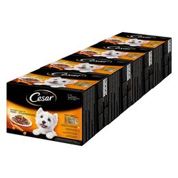 CESAR Feines im Frischebeutel Favoriten in Sauce 96x100g