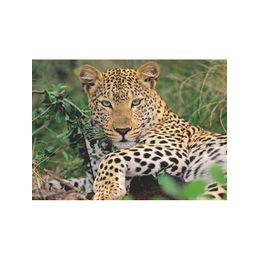 Ravensburger Vio die Leopardin