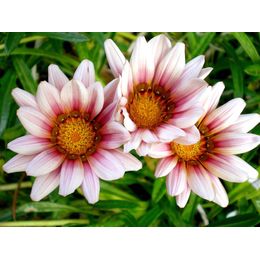 papermoon Fototapete "Afrikanische Gazania Blumen", B/L: 2,5mm x 1,86mm, Bahnen: 5 Stk. St., bunt, Wohnzimmer, Tapeten