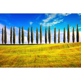 papermoon Fototapete "Pappeln am Feld", B/L: 4mm x 2,6mm, Bahnen: 8 Stk. St., bunt, Schlafzimmer, Tapeten