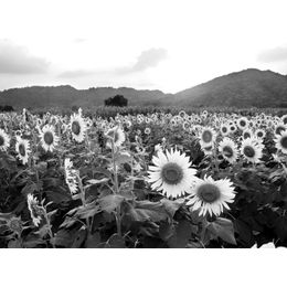 papermoon Fototapete "Sonnenblumenfeld Schwarz & Wei&szlig;", B/L: 5m x 2,8m, Bahnen: 10 Stk., schwarz, Schlafzimmer, Tapeten
