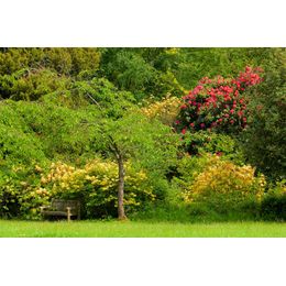 papermoon Fototapete "WALD IN PARK-BAUM BLUMEN NATUR PFLANZE SONNE WIESE XXL", B/L: 4mm x 2,6mm, Bahnen: 8 Stk. St., bunt, Schlafzimmer, Tapeten