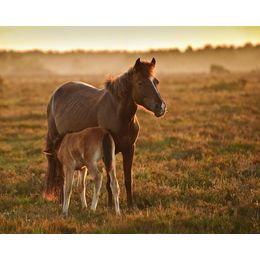 papermoon Fototapete "Pferde", B/L: 3,5mm x 2,6mm, Bahnen: 7 Stk. St., bunt, Schlafzimmer, Tapeten