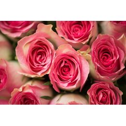papermoon Fototapete "Rosen", B/L: 3,5mm x 2,6mm, Bahnen: 7 Stk. St., bunt, Schlafzimmer, Tapeten