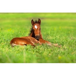 papermoon Fototapete "Pferd in Wiese", B/L: 4mm x 2,6mm, Bahnen: 8 Stk. St., bunt, Schlafzimmer, Tapeten