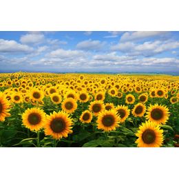 papermoon Fototapete "SONNENBLUMEN-BLUMEN FELD PFLANZE DEKOR NATUR MUSTER", B/L: 4,5mm x 2,8mm, Bahnen: 9 Stk. St., bunt, Schlafzimmer, Tapeten