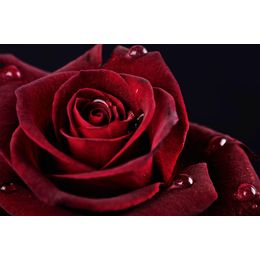 papermoon Fototapete "Rose", B/L: 3,5mm x 2,6mm, Bahnen: 7 Stk. St., bunt, Schlafzimmer, Tapeten