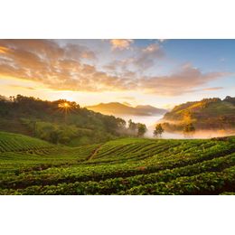 papermoon Fototapete "ERDBEER-GARTEN-NEBEL FLUSS GEBIRGE WALD HIMMEL SONNE", B/L: 4mm x 2,6mm, Bahnen: 8 Stk. St., bunt, Schlafzimmer, Tapeten