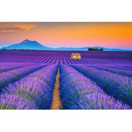 papermoon Fototapete "LAVENDEL-FELD-PROVENCE WIESE GEBIRGE BLUMEN SONNE WALD", B/L: 4mm x 2,6mm, Bahnen: 8 Stk. St., bunt, Schlafzimmer, Tapeten
