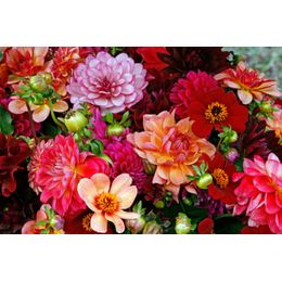papermoon Fototapete "BUNTE BLUMEN-STRAU&szlig;-DEKOR MUSTER PFLANZE ORCHIDEE RETRO", B/L: 5mm x 2,8mm, Bahnen: 10 Stk. St., bunt, Schlafzimmer, Tapeten